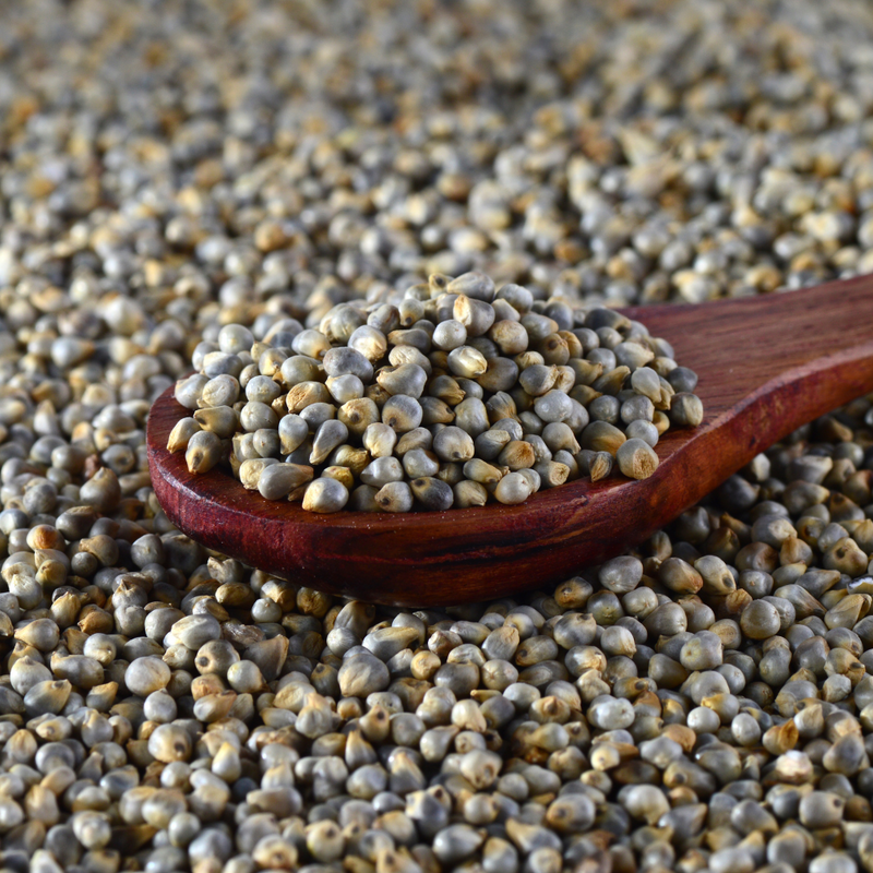 Everything About Pearl Millet- Benefits , Uses and More