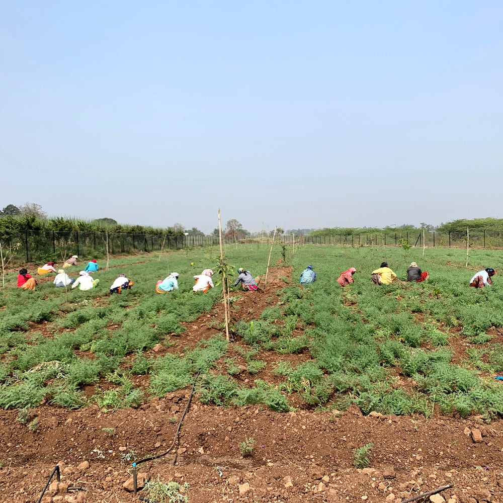 About Two Brothers Organic Farms