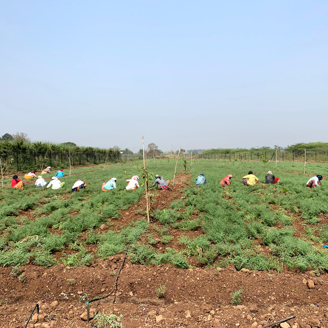 About Two Brothers Organic Farms