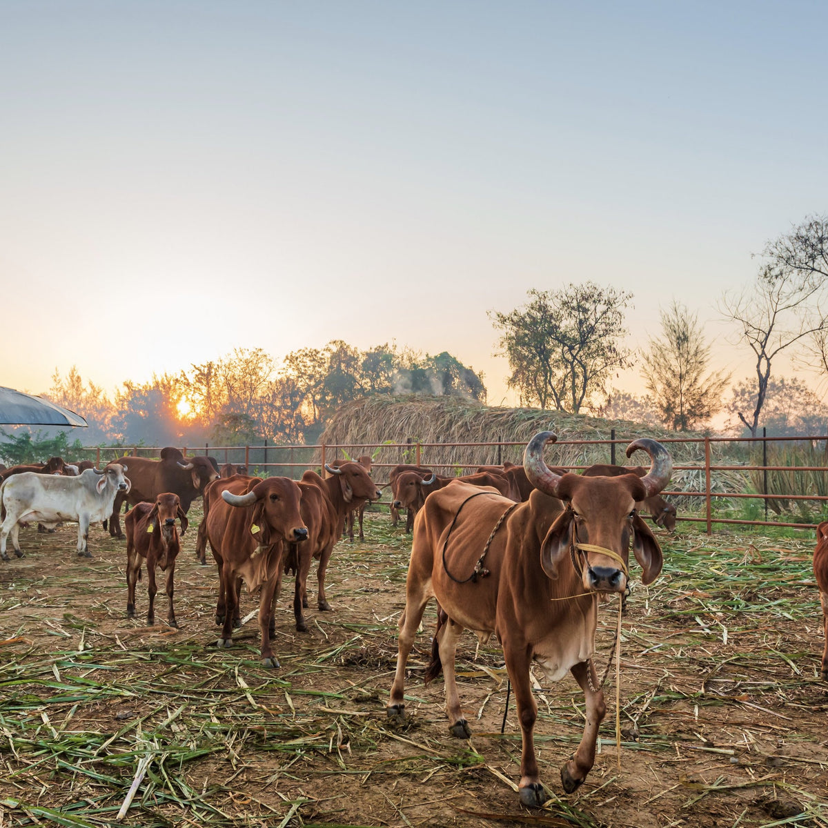 Conscious Cattle Rearing