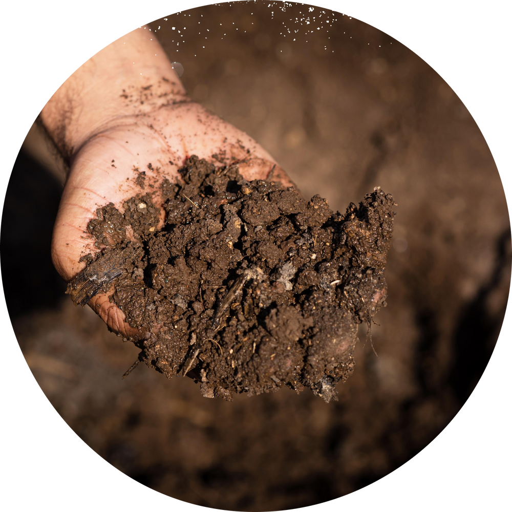 About Two Brothers Organic Farms