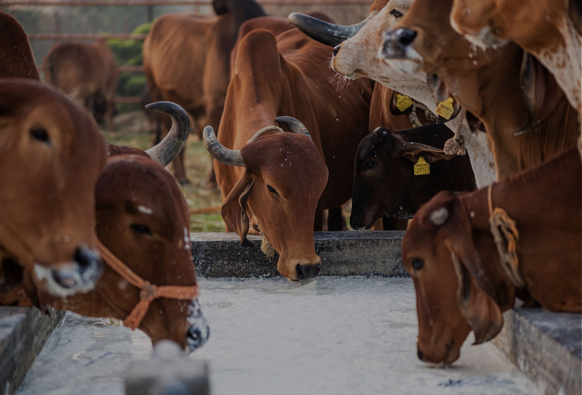 Conscious Cattle Rearing