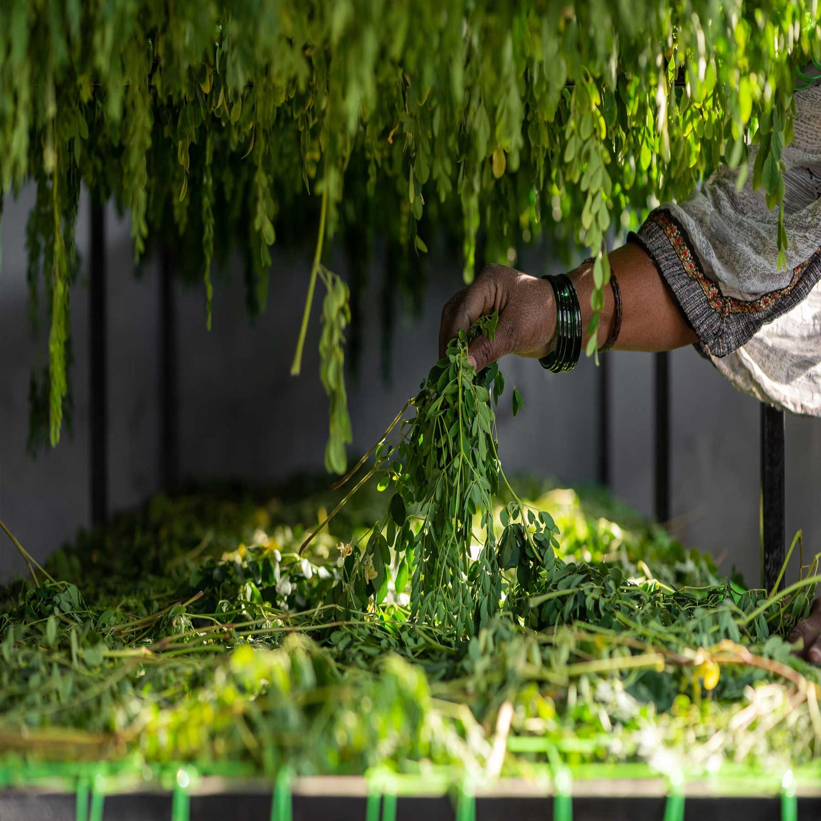 Moringa Powder 100 gms, Chemical Free | Organic Moringa Powder | Buy ...